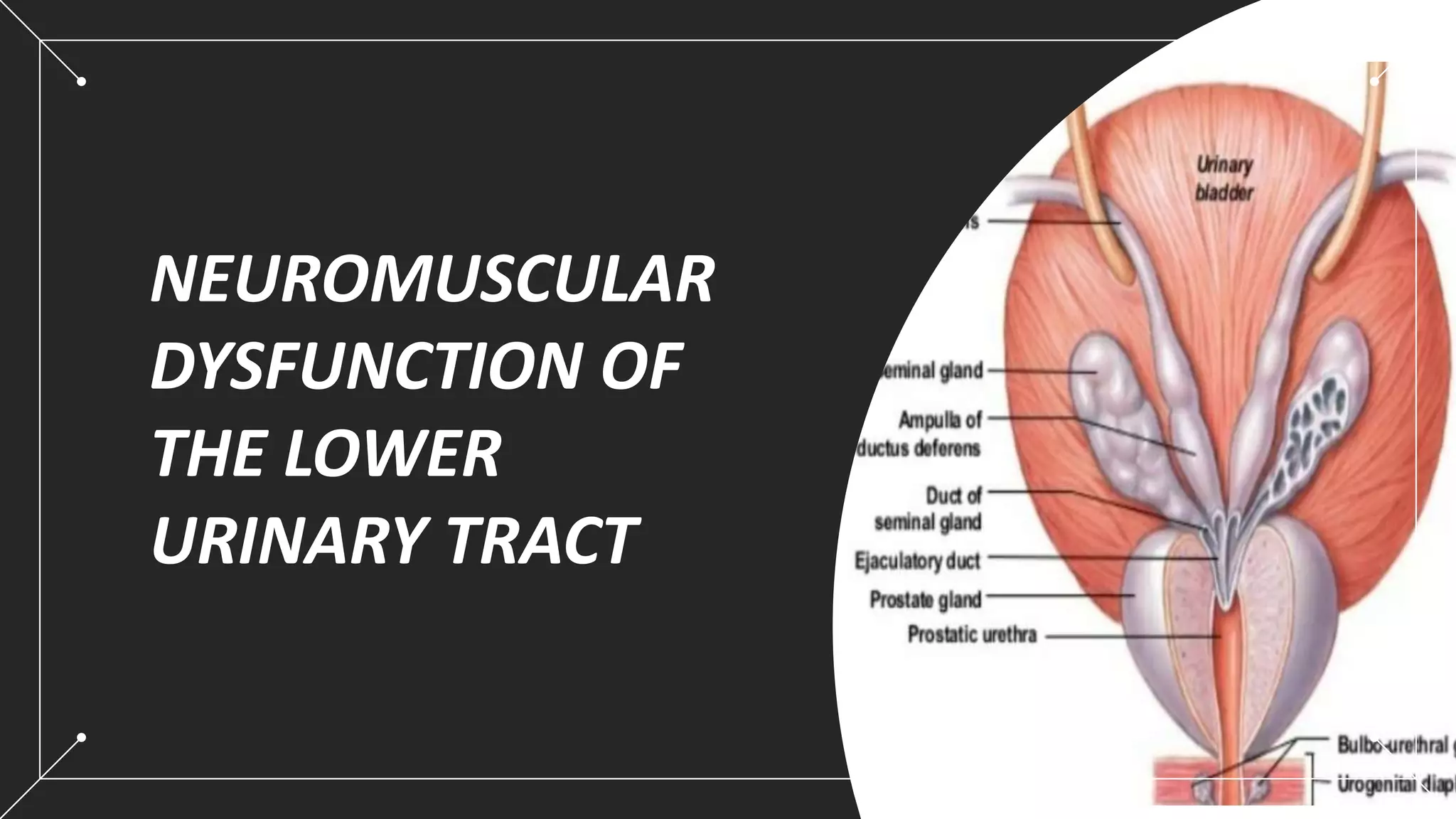 NEUROMUSCULAR DYSFUNCTION OF THE LOWER URINARY TRACT.pptx