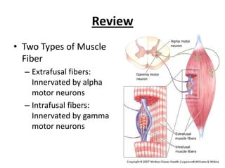 Neuromuscular junction | PPTX