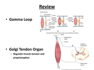 Neuromuscular junction | PPTX