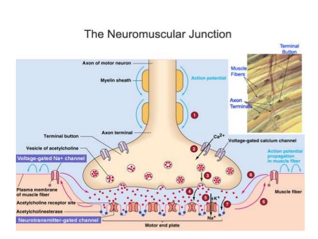 Neuromuscular junction