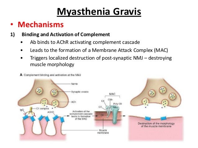 Neuromuscular junction