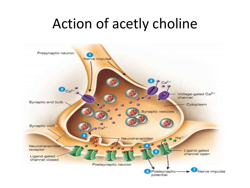 Neuromuscular junction
