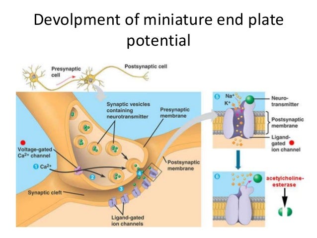 Neuromuscular junction