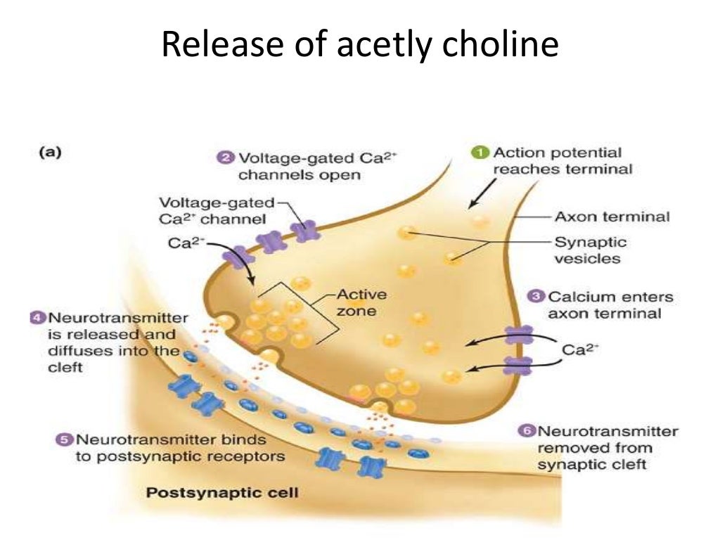 Neuromuscular junction