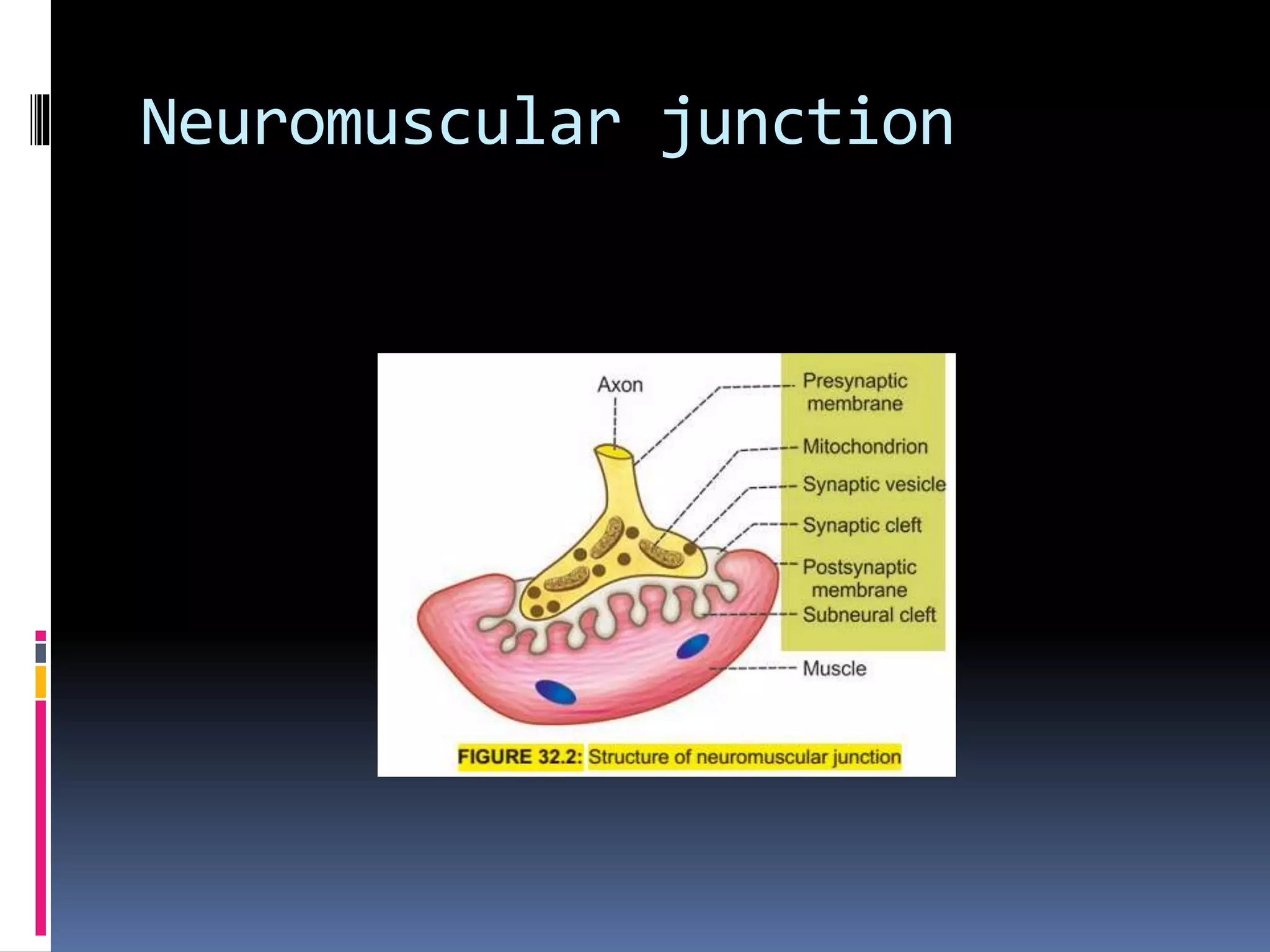 Neuromuscular junction | PPT