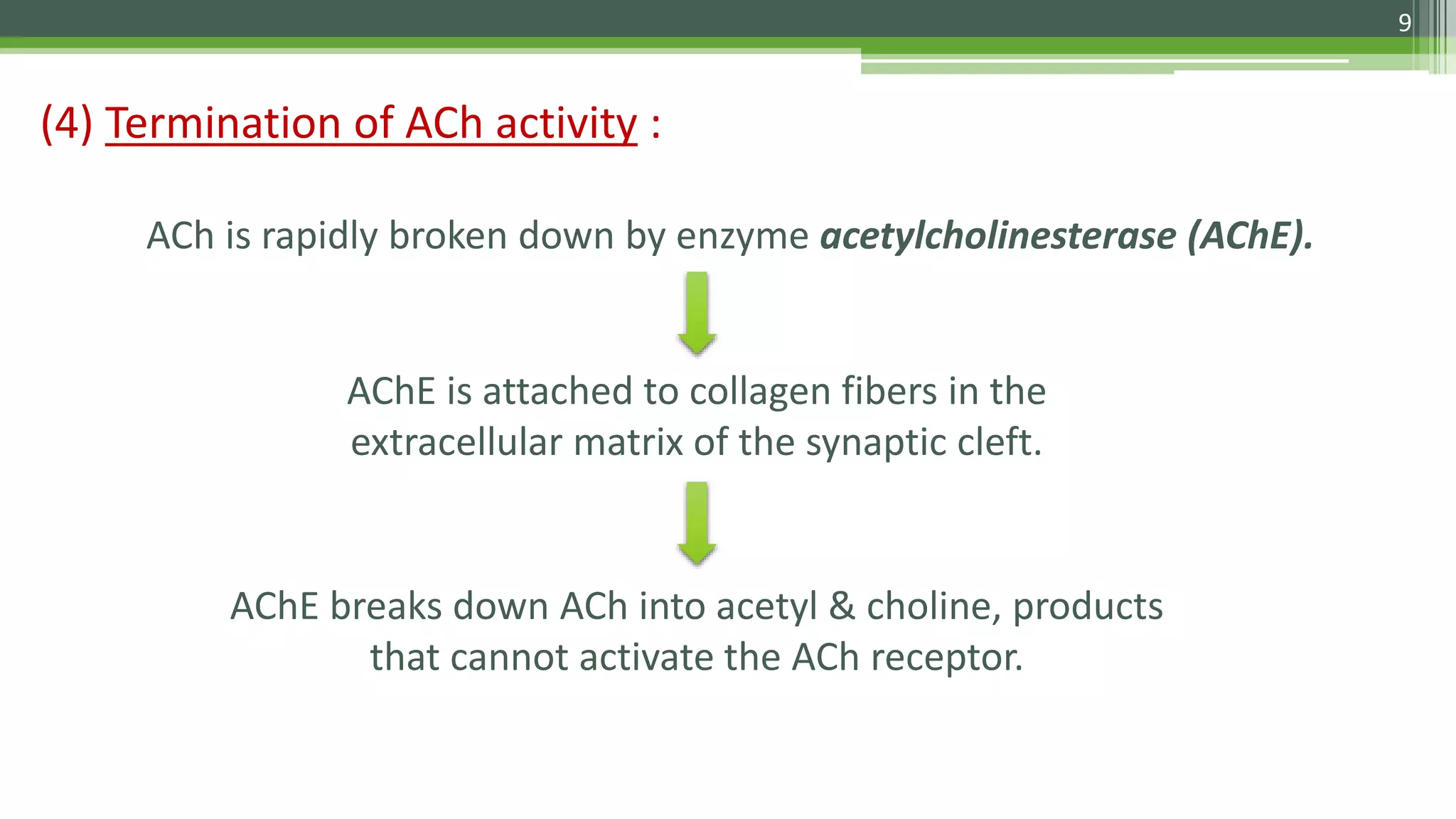 Neuromuscular junction | PPTX