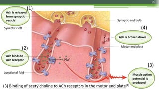 Neuromuscular junction | PPTX