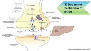 Neuromuscular junction | PPTX