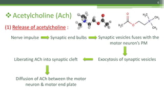 Neuromuscular junction | PPTX