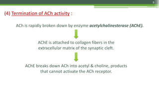 Neuromuscular junction | PPTX