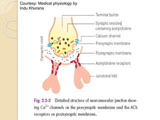 Neuromuscular junction | PPTX