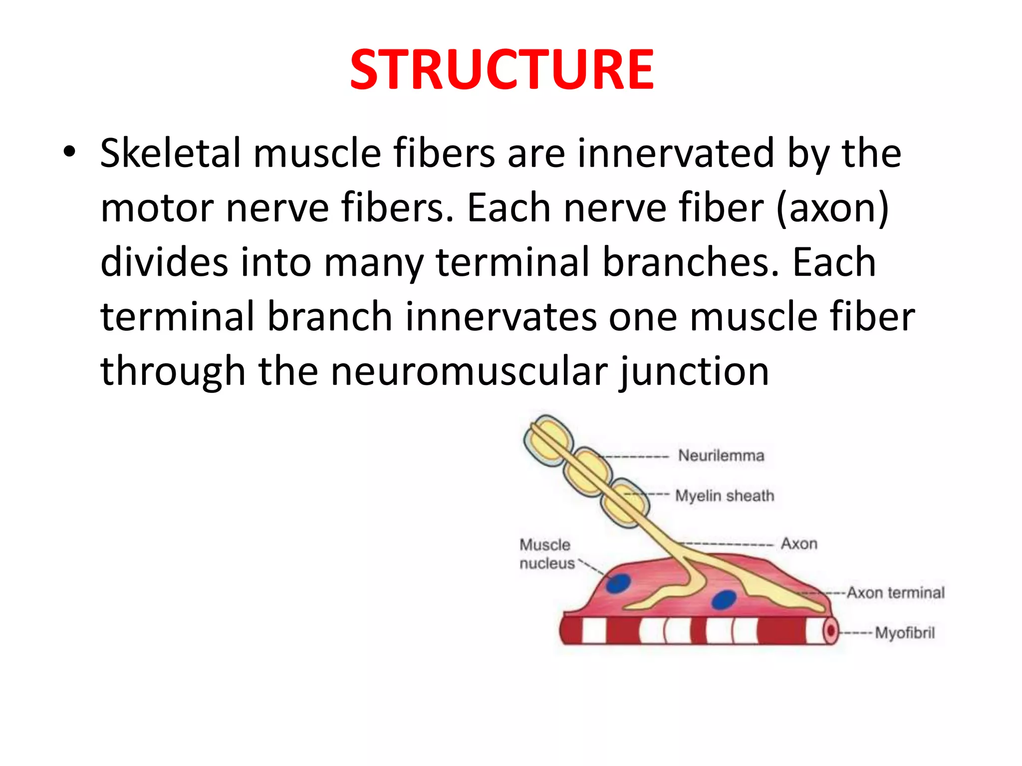 NEUROMUSCULAR JUNCTION.pptx