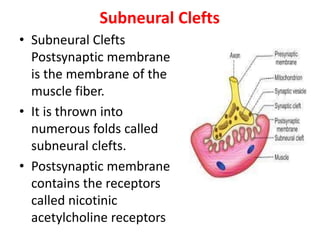 NEUROMUSCULAR JUNCTION.pptx
