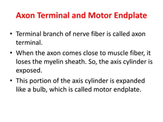 NEUROMUSCULAR JUNCTION.pptx