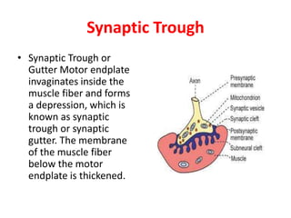 NEUROMUSCULAR JUNCTION.pptx