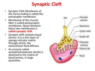 Synaptic Cleft Diagram Muscle