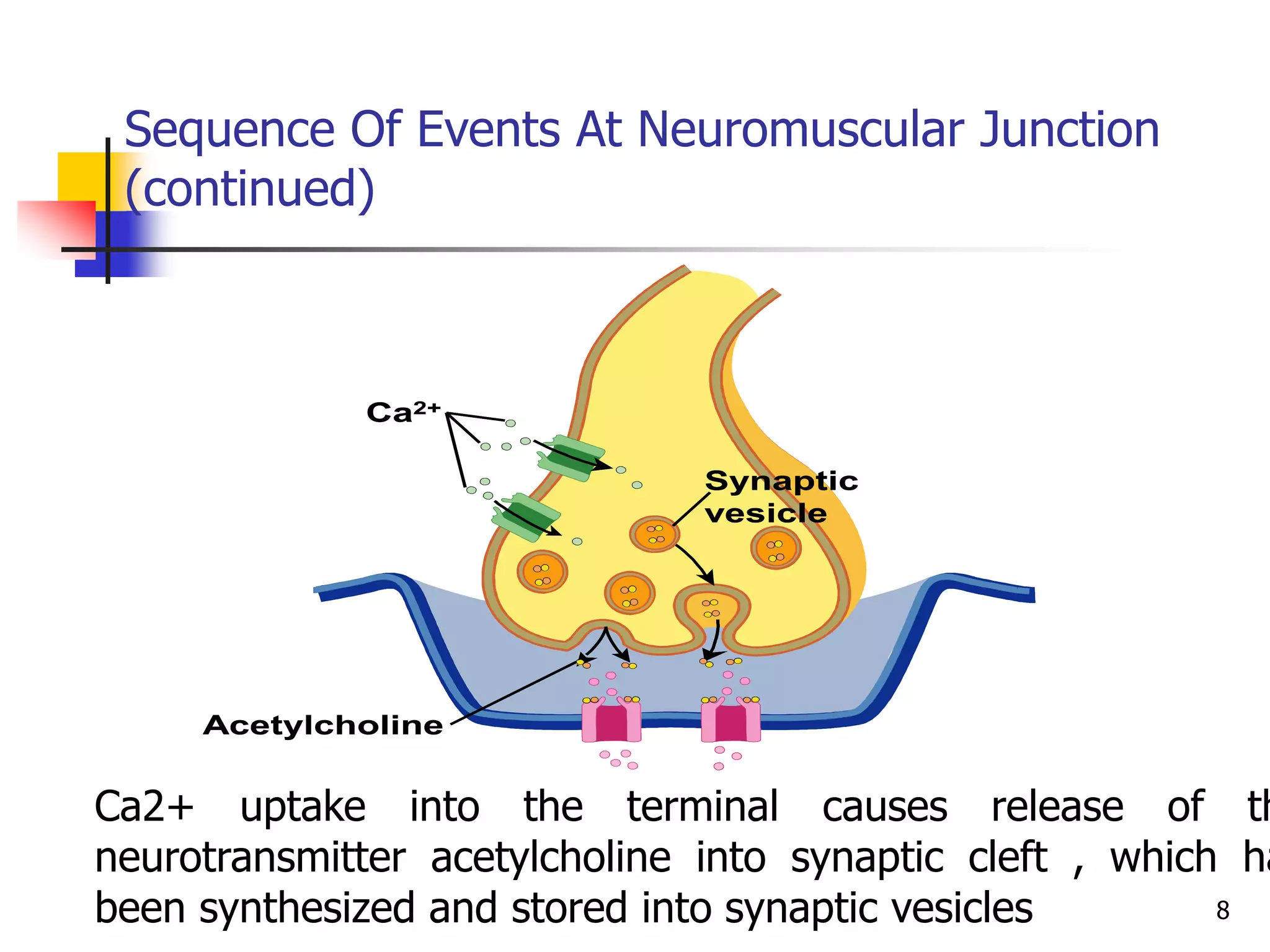 Neuro_muscular_junction.ppt