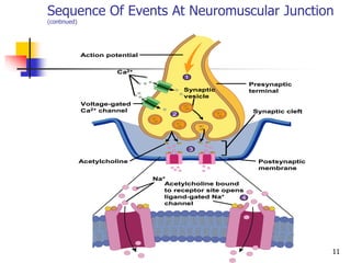 Neuro_muscular_junction.ppt