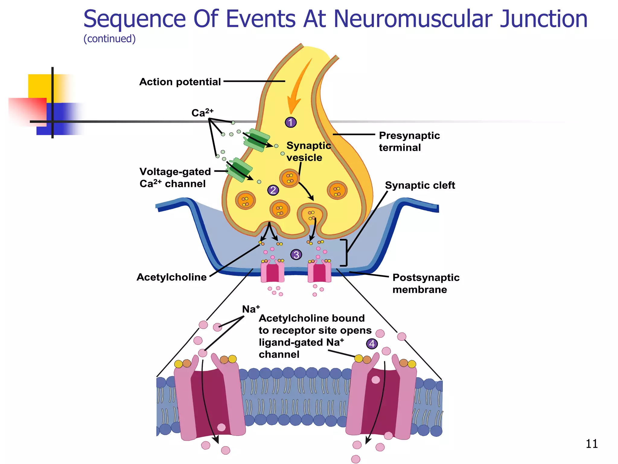 Neuro_muscular_junction.ppt