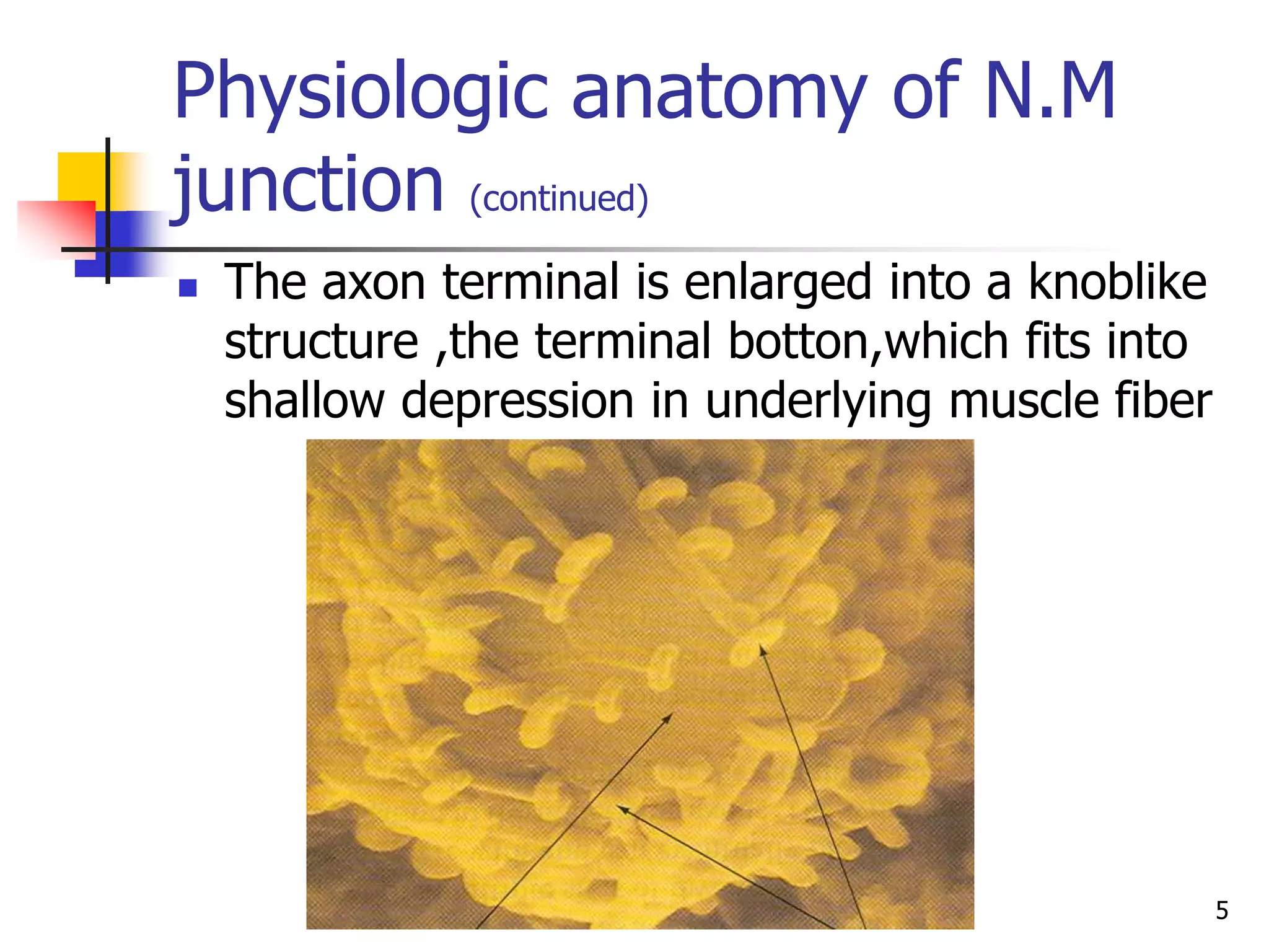 Neuro_muscular_junction.ppt