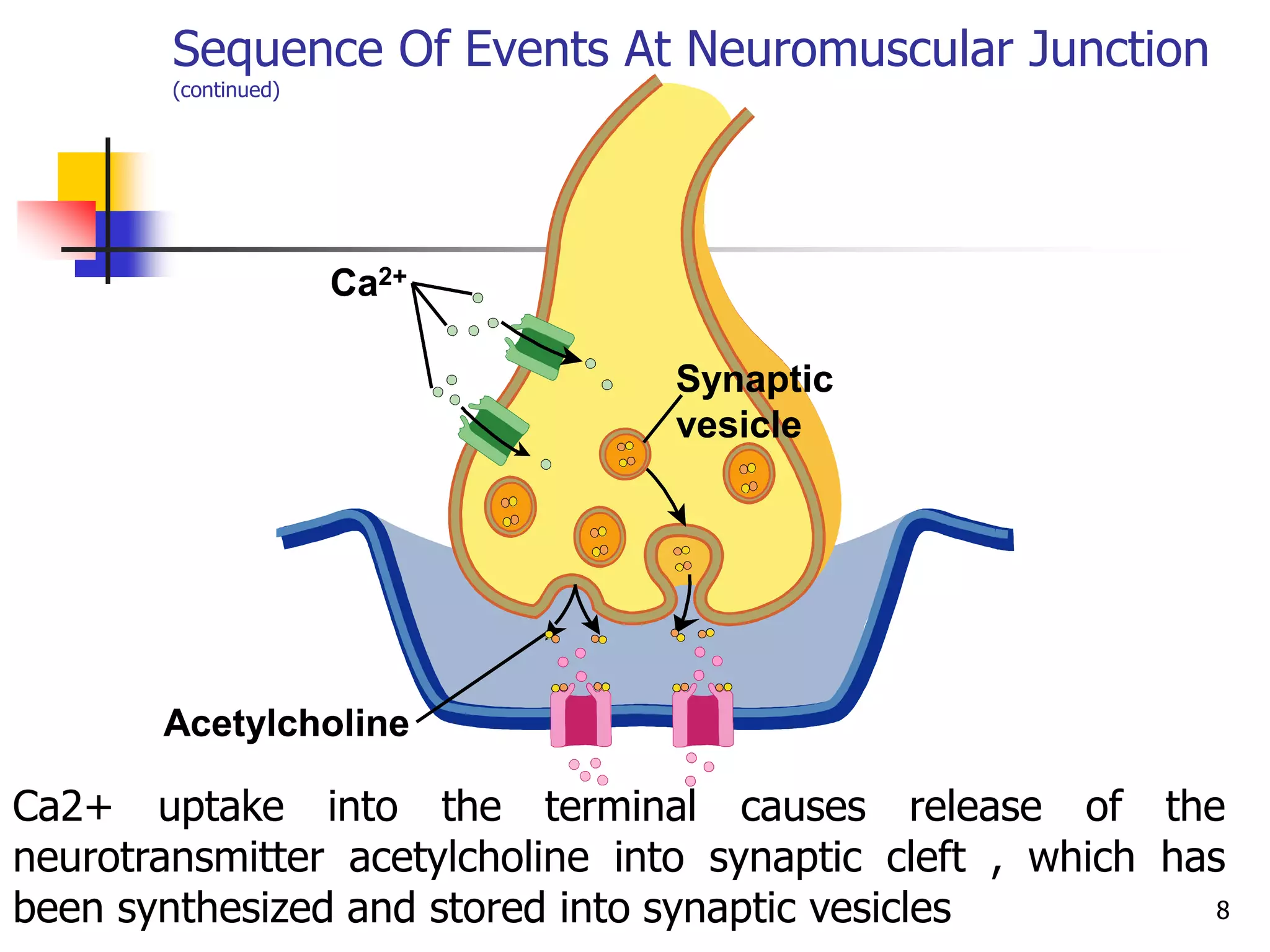 Neuro_muscular_junction.ppt