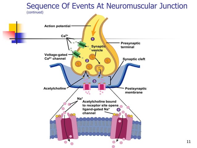 Neuro_muscular_junction.ppt | Chemistry | Science