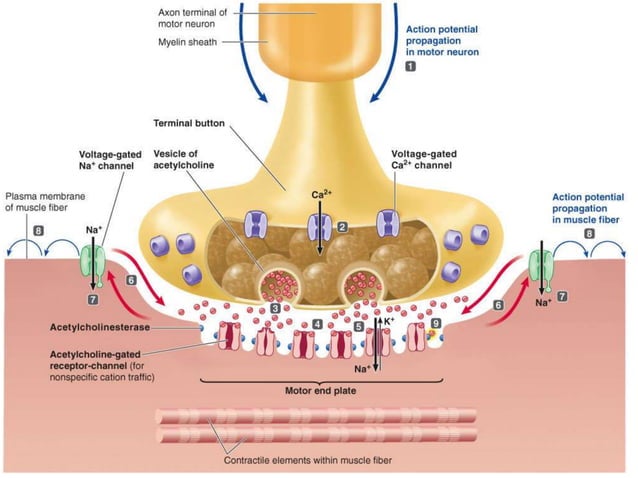 Neuro_muscular_junction.ppt | Chemistry | Science
