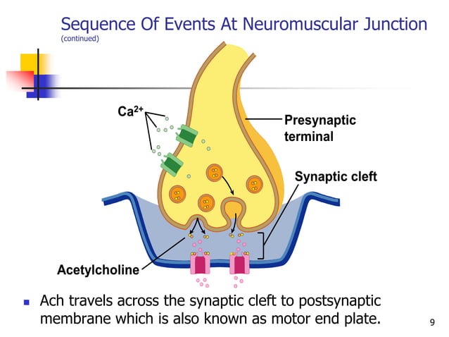 Neuro_muscular_junction.ppt | Chemistry | Science