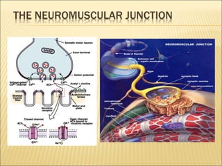 NEUROMUSCULAR JUNCTION.ppt