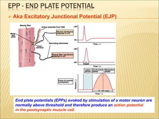 NEUROMUSCULAR JUNCTION.ppt