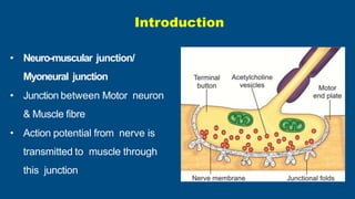 Neuromuscularjunctionnervemusclephysiology.pptx | Brain and Nervous ...
