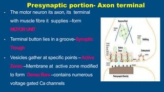Neuromuscularjunctionnervemusclephysiology.pptx | Brain and Nervous ...