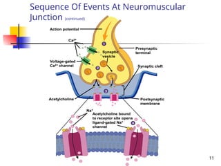 Neuro_muscular_junction physiotherapy.ppt