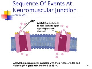 Neuro_muscular_junction physiotherapy.ppt