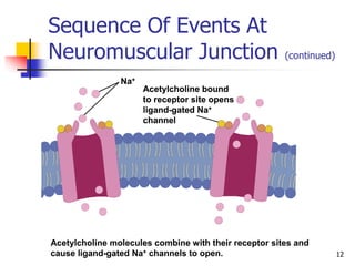 Neuro_muscular_junction (1).ppt