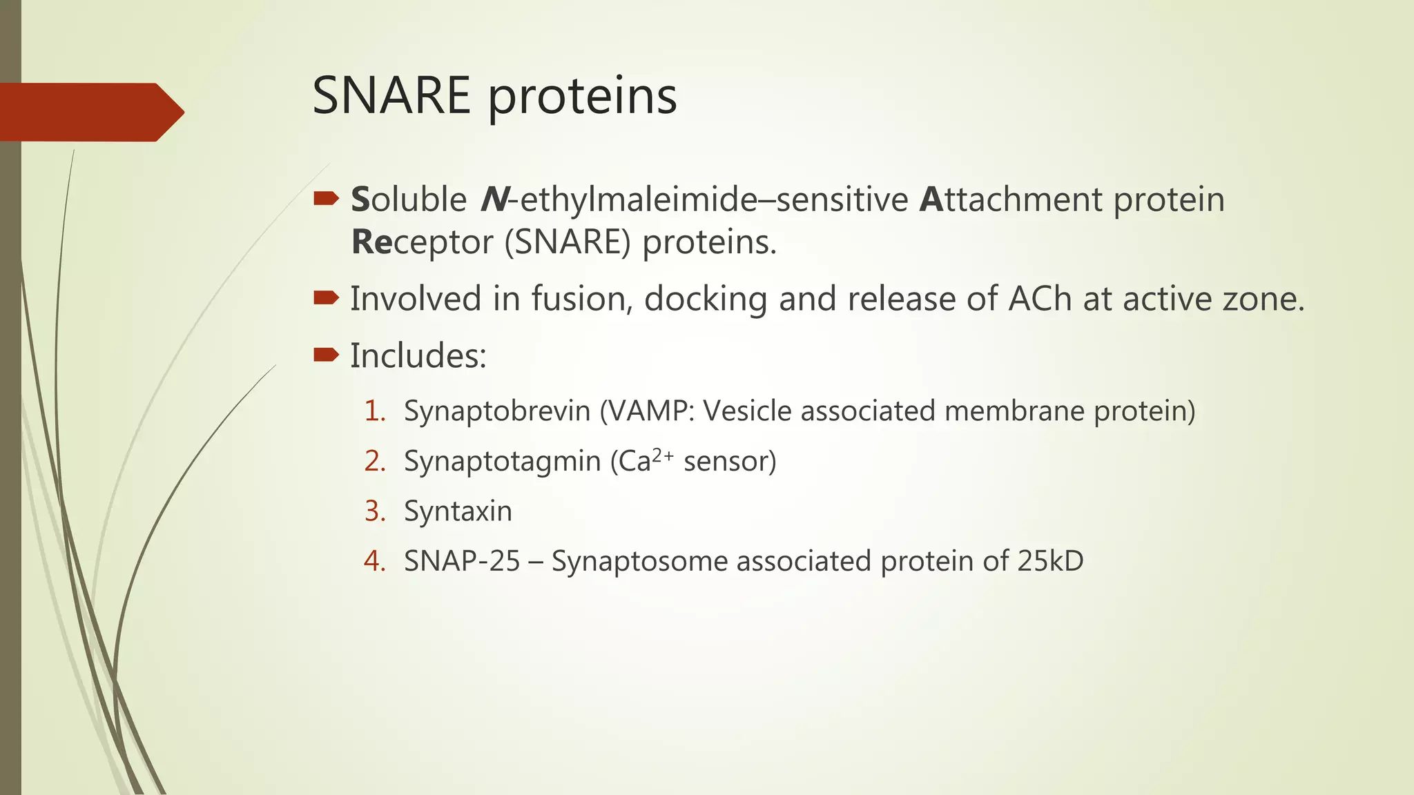 Anatomy of Neuromuscular Junction | PPTX