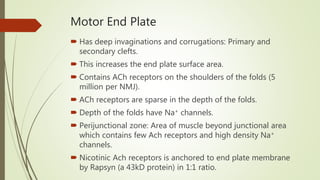 Anatomy of Neuromuscular Junction | PPTX