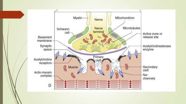 Anatomy of Neuromuscular Junction | PPTX | Operating Systems | Computer ...