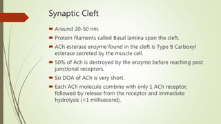 Anatomy of Neuromuscular Junction | PPTX