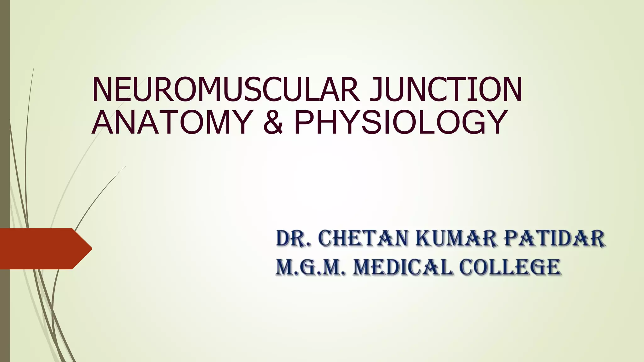 Neuromuscular junction anatomy & physiology | PPT Neuromuscular junction anatomy & physiology | PPT