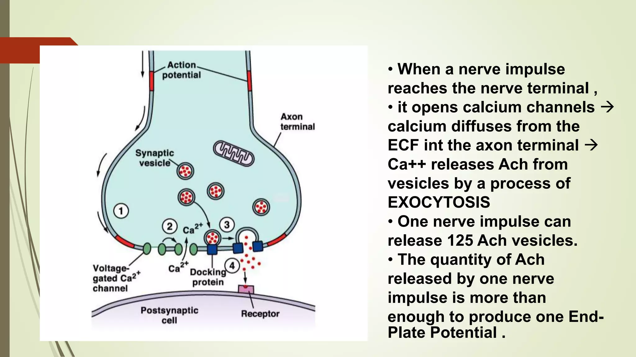 Neuromuscular junction anatomy & physiology | PPT Neuromuscular junction anatomy & physiology | PPT