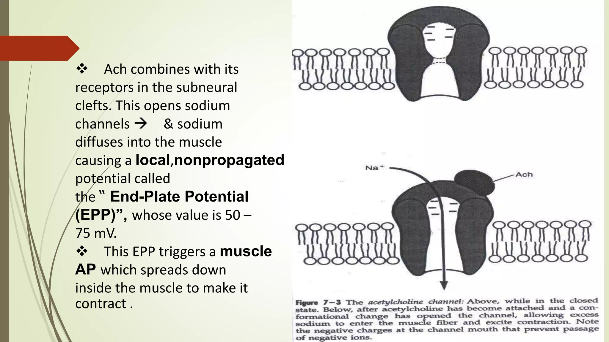 Neuromuscular junction anatomy & physiology | PPTX
