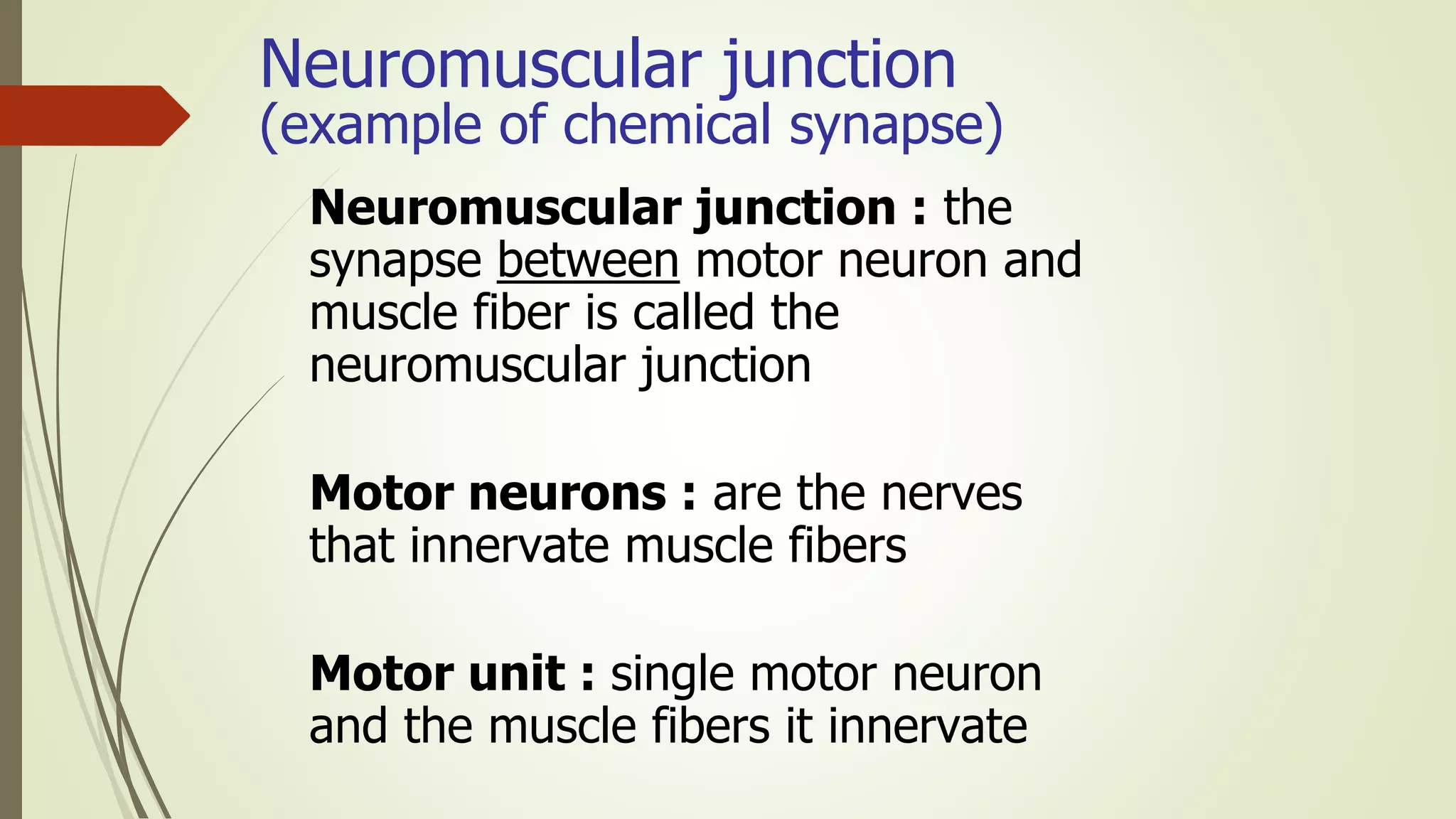 Neuromuscular junction anatomy & physiology | PPT Neuromuscular junction anatomy & physiology | PPT