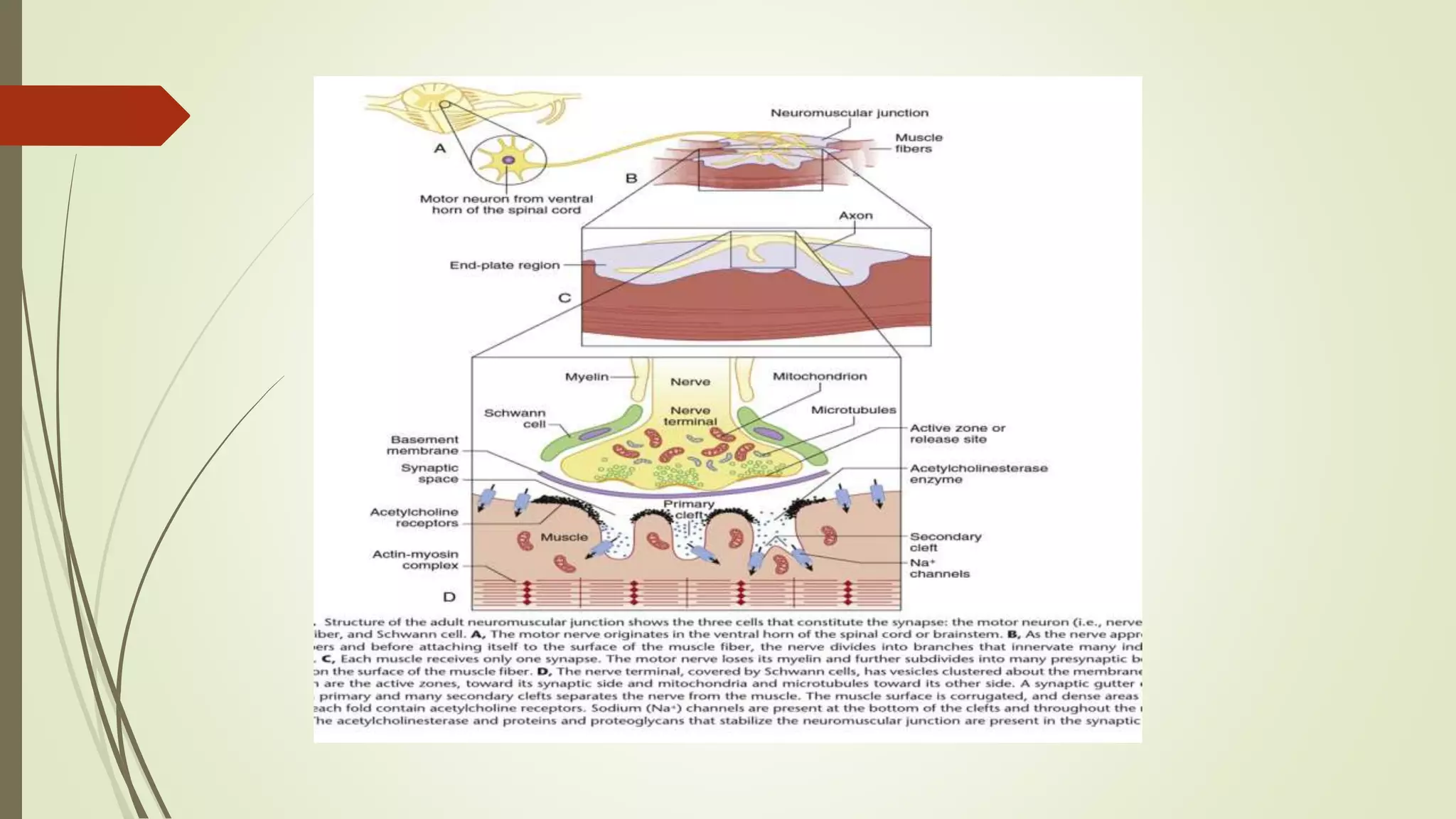 Neuromuscular junction anatomy & physiology | PPTX