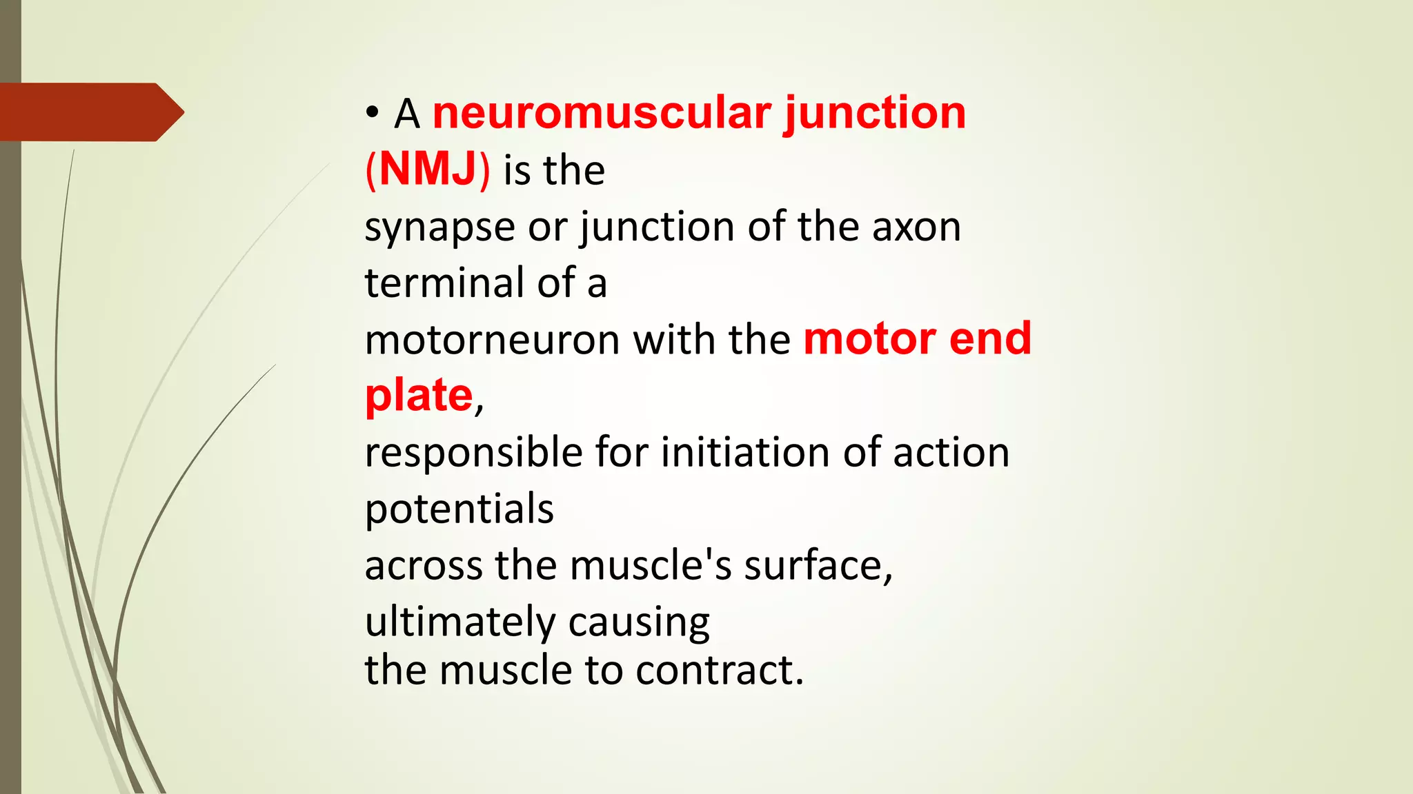 Neuromuscular junction anatomy & physiology | PPTX
