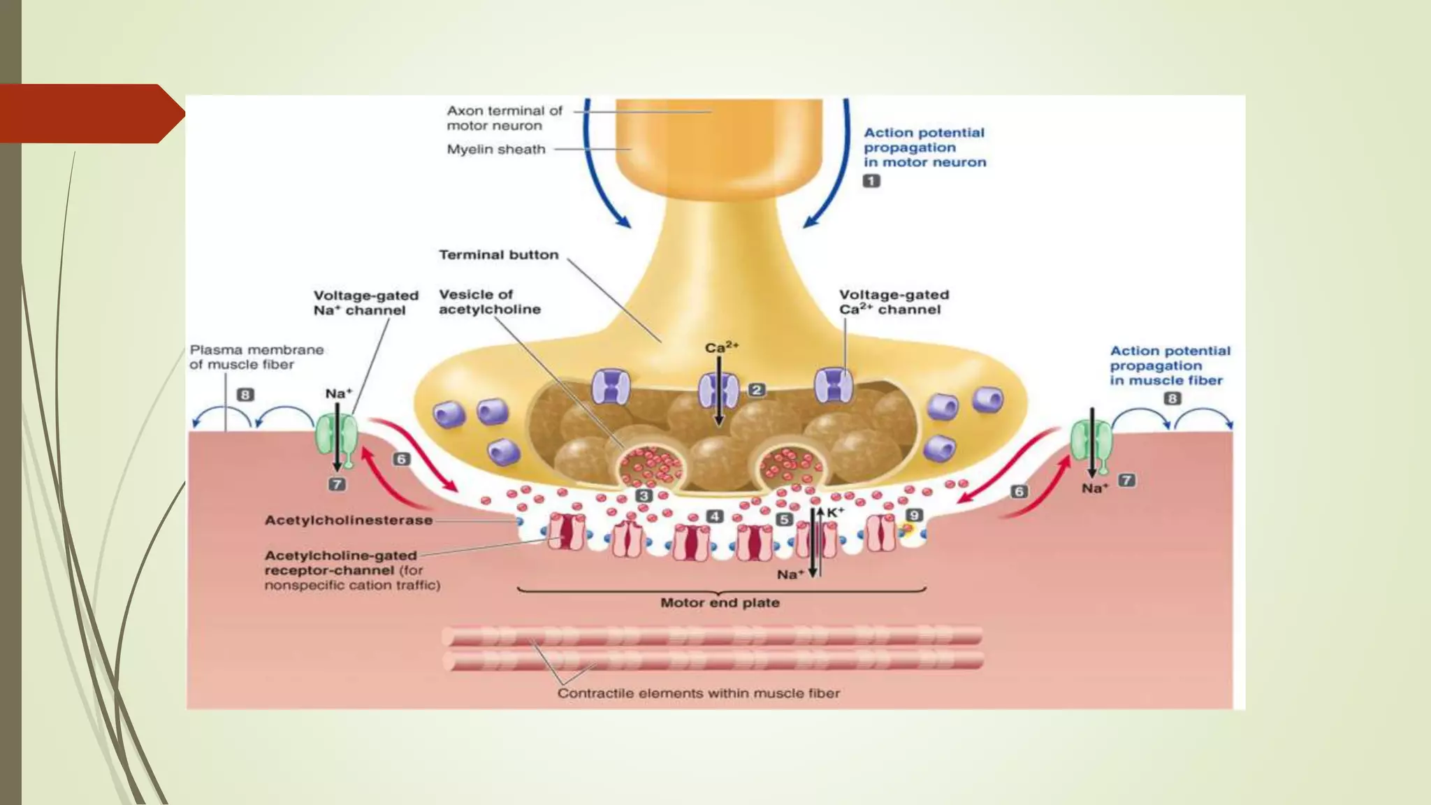 Neuromuscular junction anatomy & physiology | PPT Neuromuscular junction anatomy & physiology | PPT