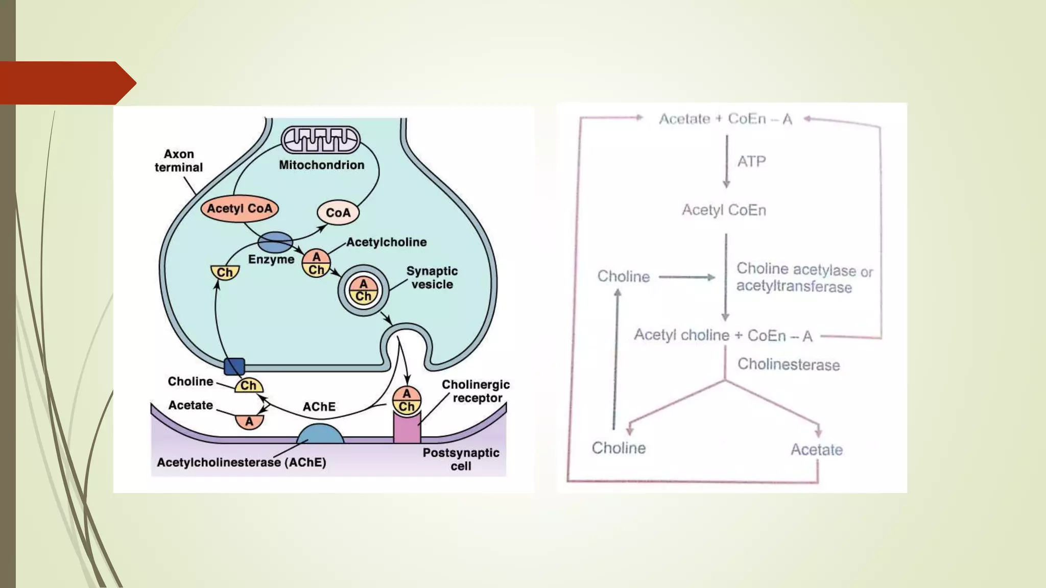 Neuromuscular junction anatomy & physiology | PPTX