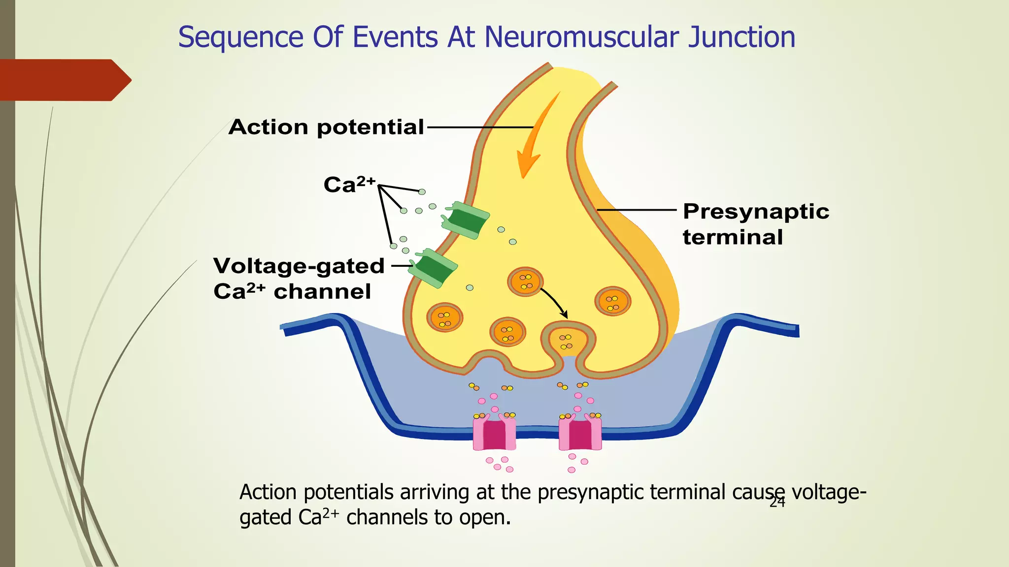 Neuromuscular junction anatomy & physiology | PPTX