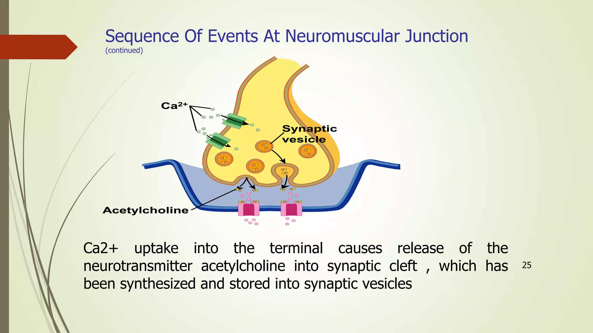 Neuromuscular junction anatomy & physiology | PPTX