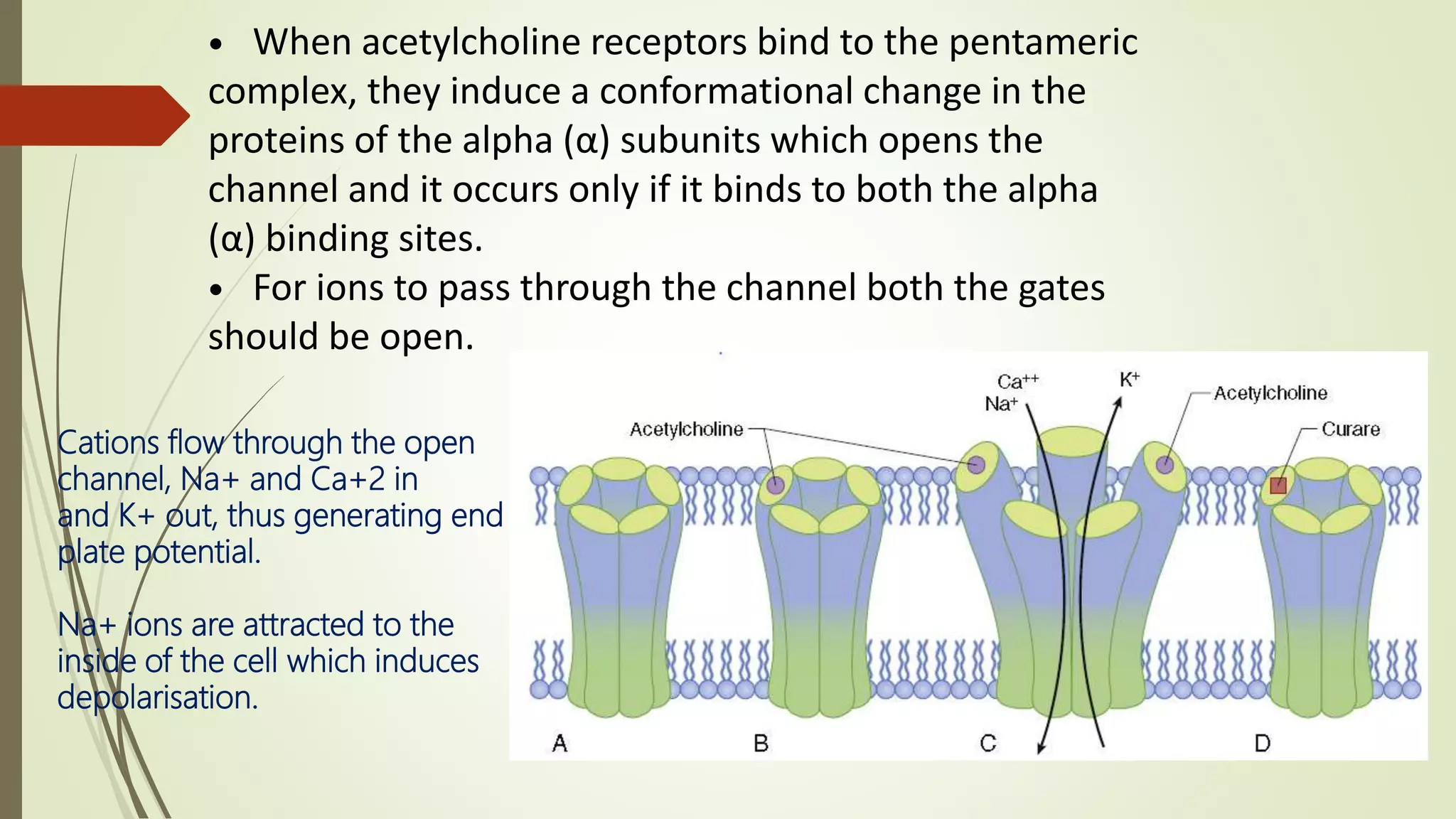 Neuromuscular junction anatomy & physiology | PPTX